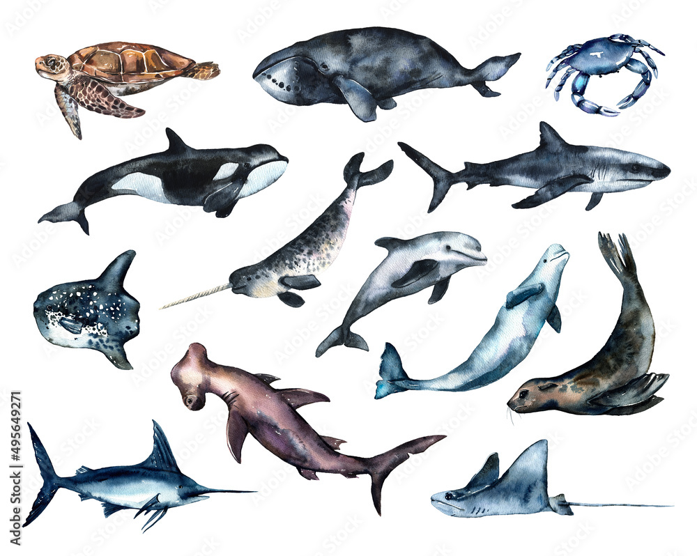 Watercolor Sharks, Whales, ocean animals collection isolated on white ...