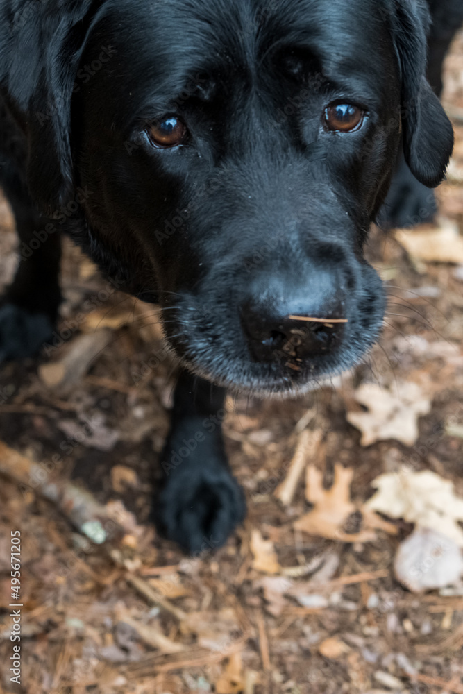 Photograph of a black lab looking intently back at the camera Stock ...