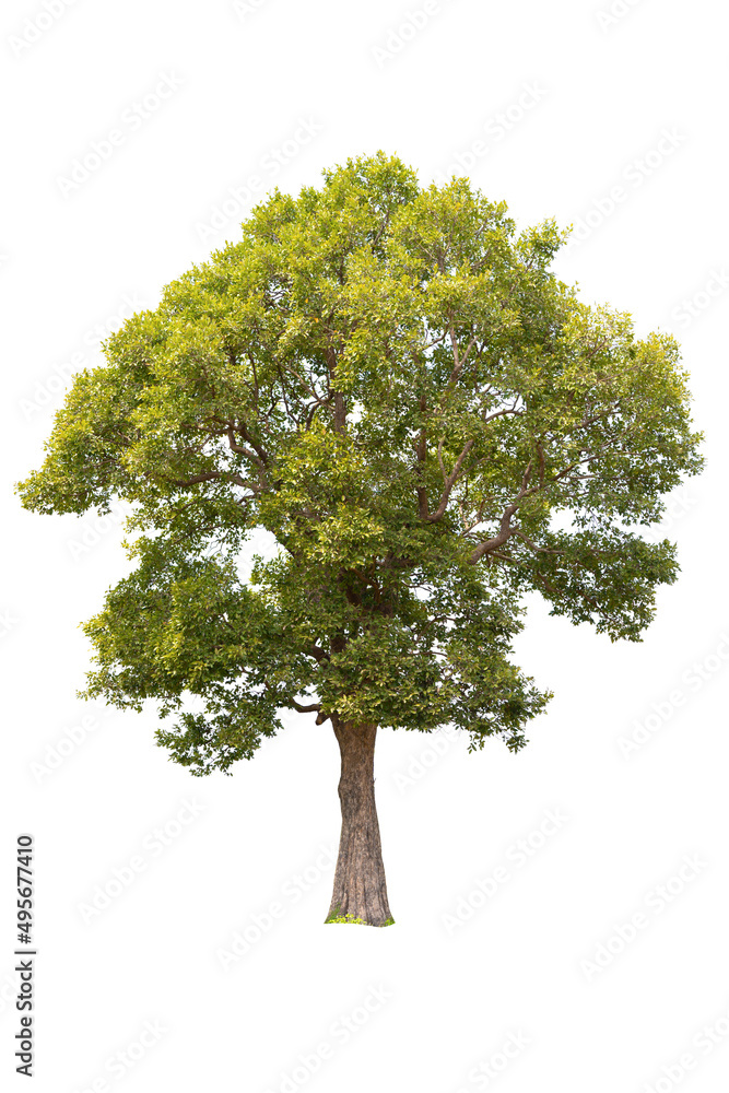 Beautifull green tree on a white background in high definition.Tropical ...