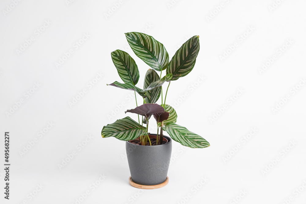 Calathea Ornata on grey ceramic pot with isolated white background ...