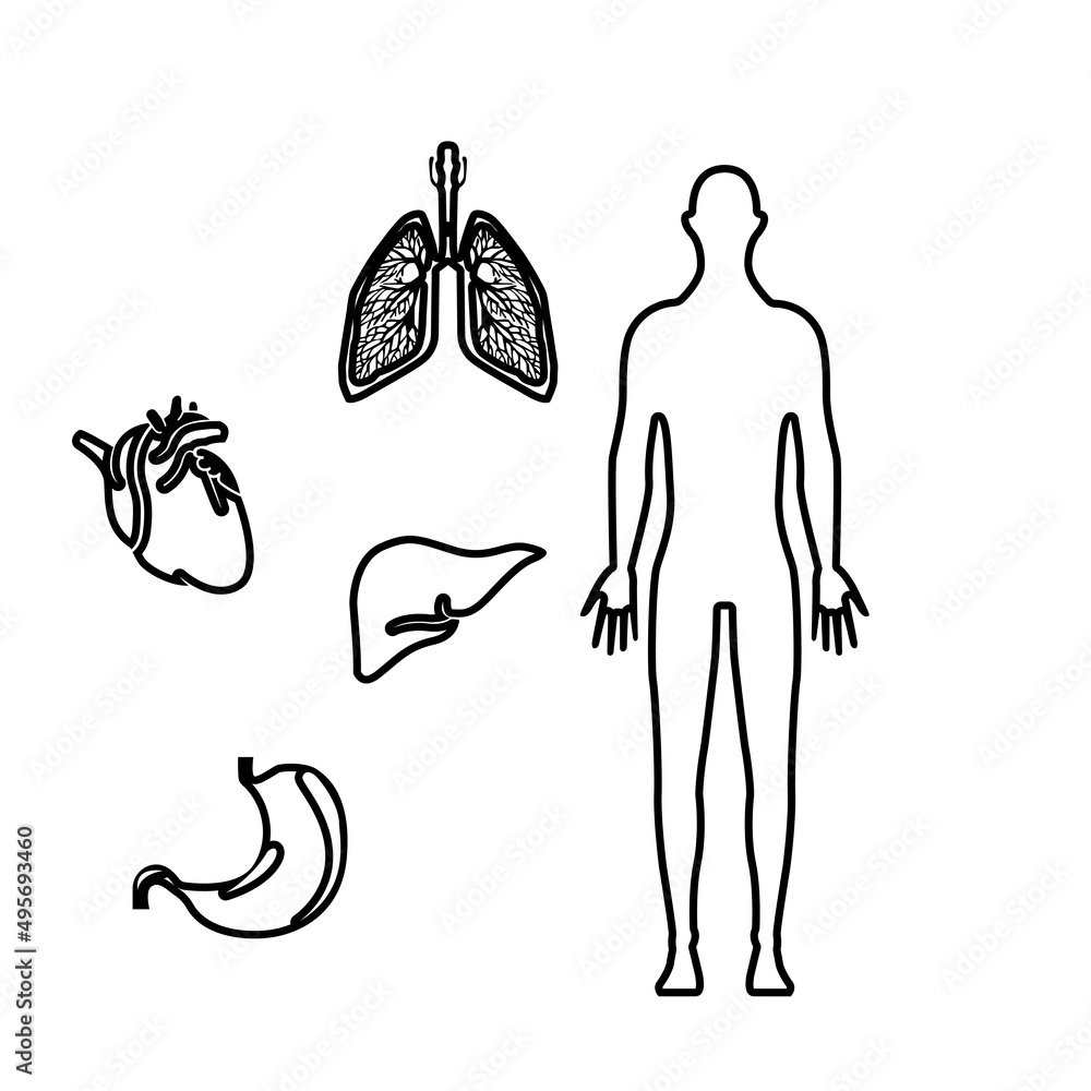 image of the human body and its organs, vector illustration Stock ...