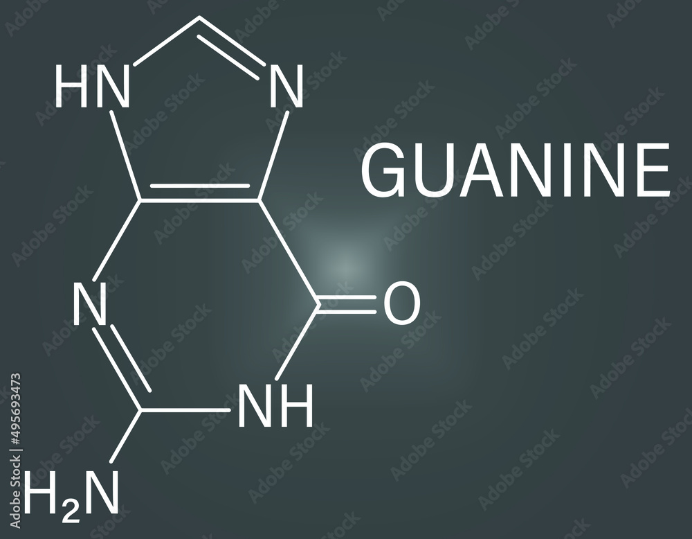 Guanine (G) purine nucleobase molecule. Base present in DNA and RNA ...