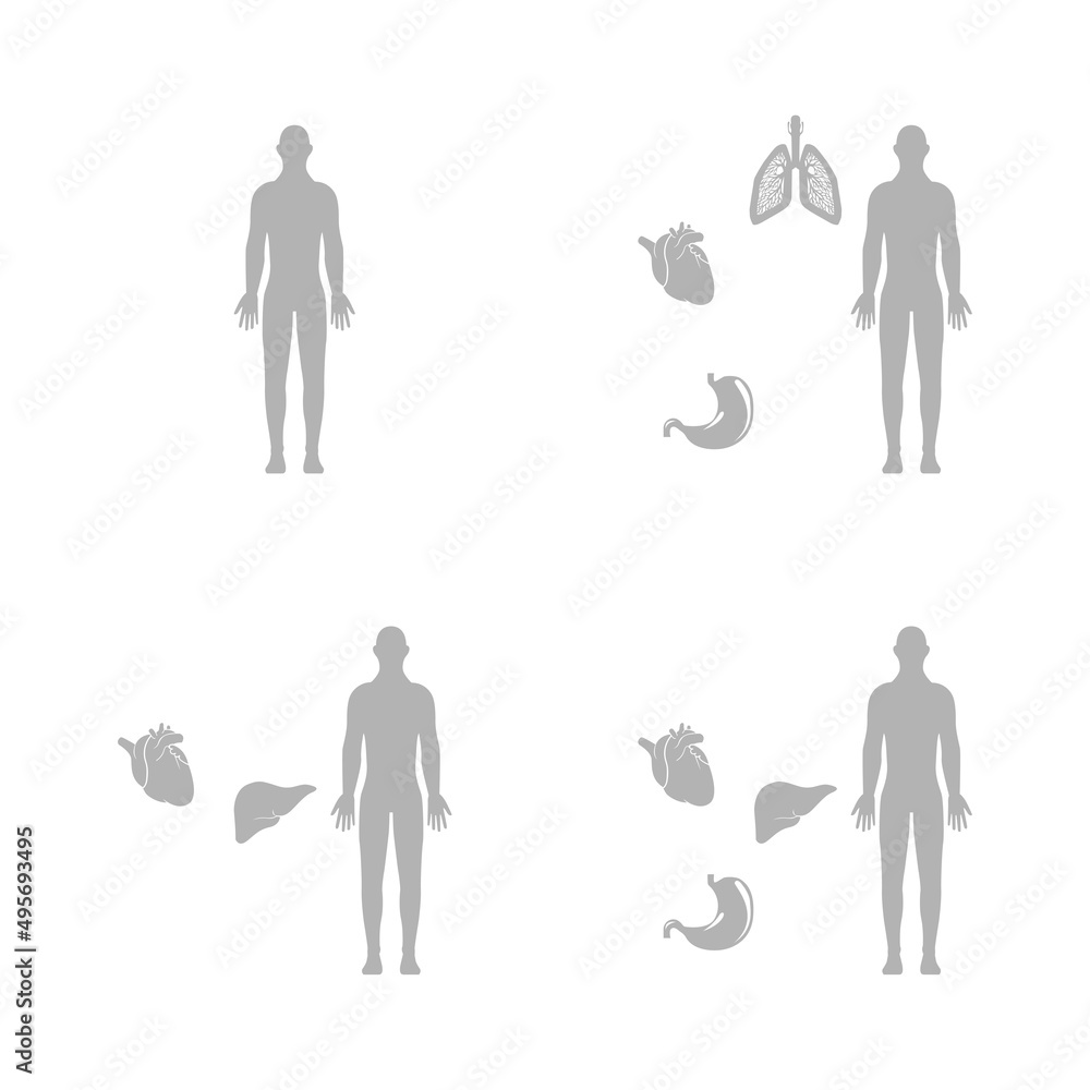 Photo & Art Print image of the human body and its organs, vector ...