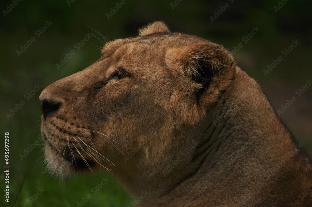Side profile closeup of a lion head on a blurred background in ...