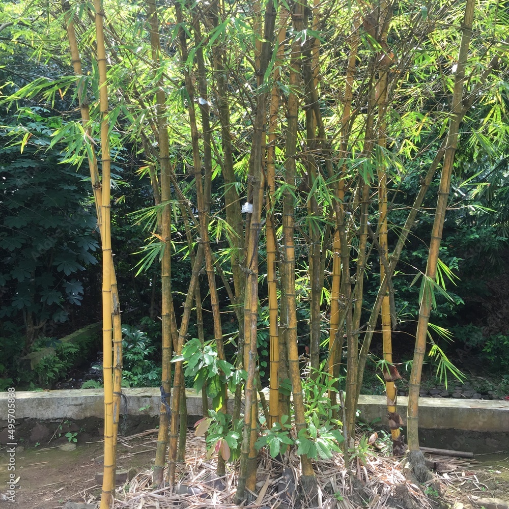 Yellow bamboo (Bambusa vulgaris var. striata) is a type of domesticated ...
