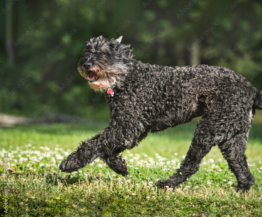 Labradoodle dog running on lawn Stock Photo | Adobe Stock