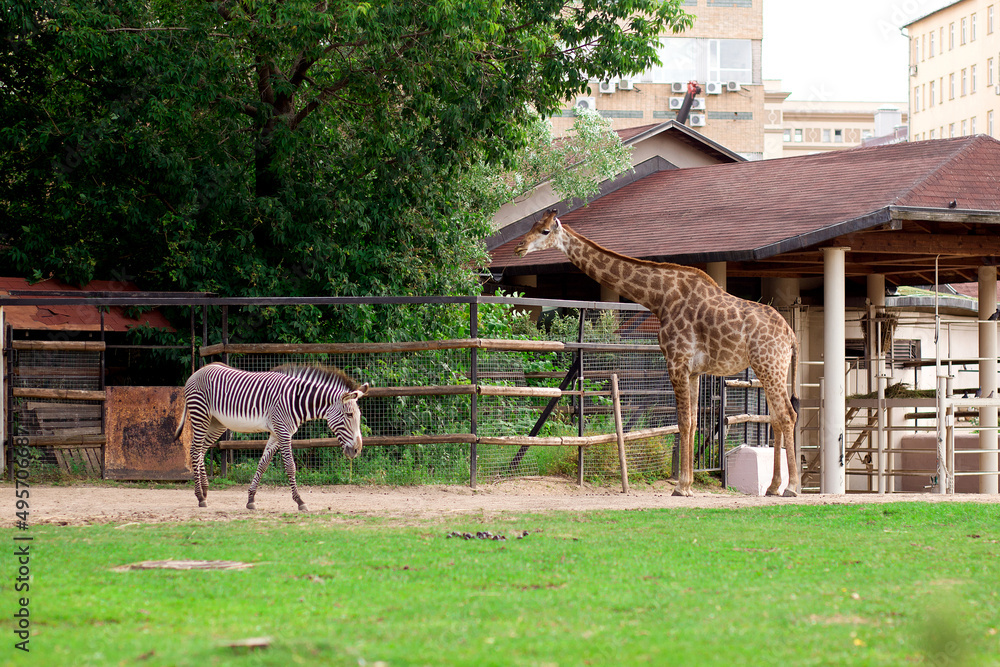 Zebra and giraffe in the same pen at the zoo. Photographing on a summer ...