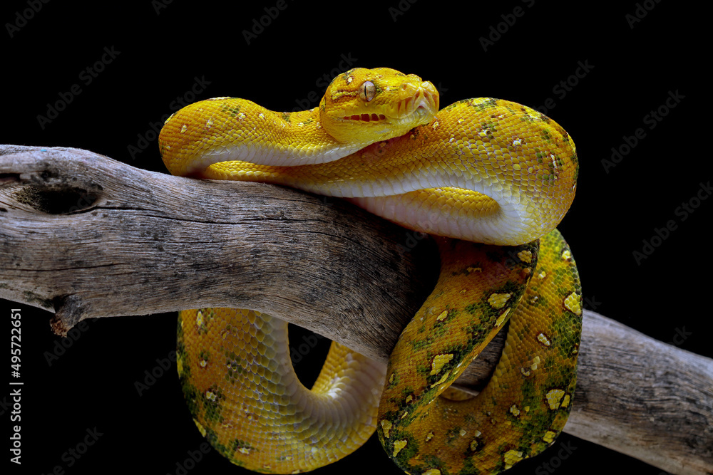 Green tree python on branch with black background, Morelia viridis ...