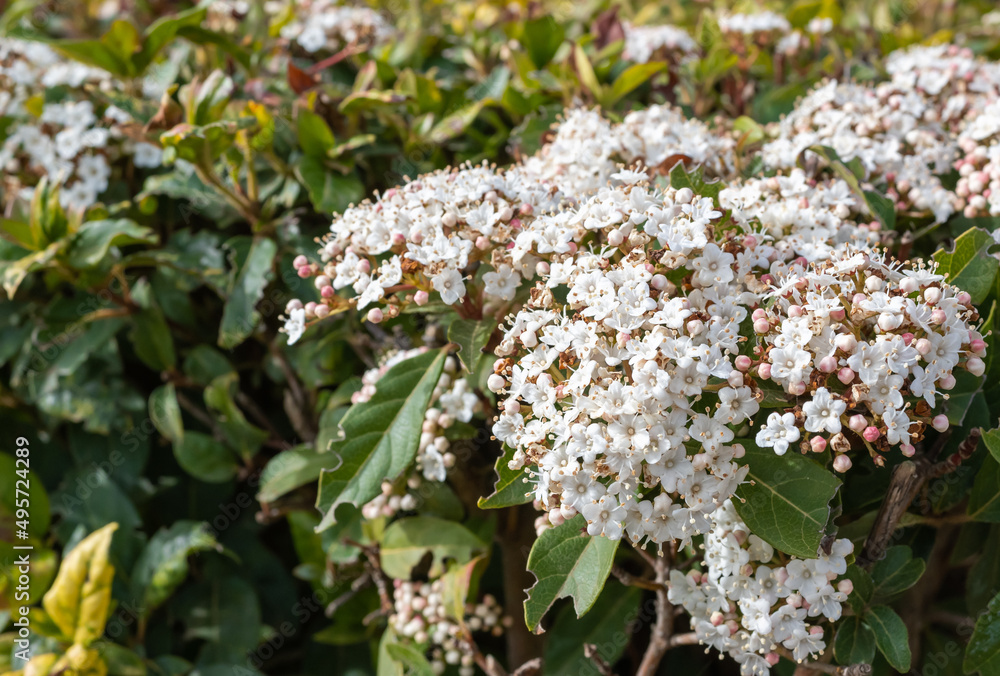 Hermosas pequeñas flores blancas Durillo, viburnum tinus en un jardín ...