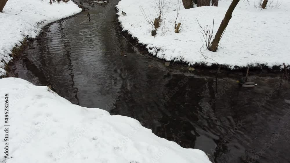 Flock of ducks in winter city park pond. Mallard drake male and dappled ...