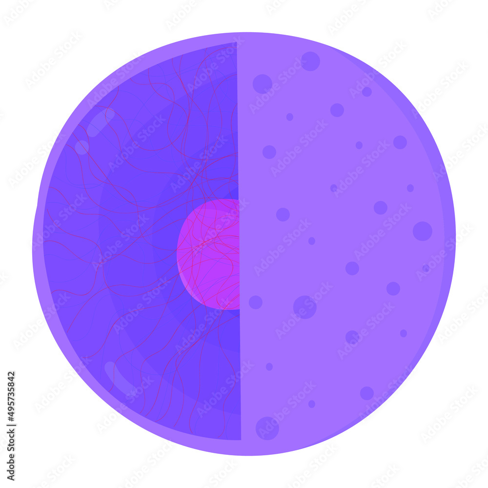 Anatomy of nucleus cells. Stock Vector | Adobe Stock