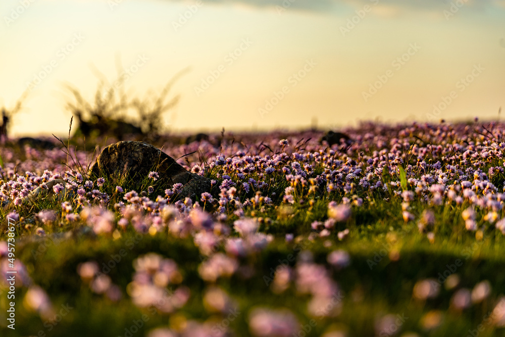 Armeria maritima "Armada Rose" Strandtrift at Torekov's rocky shoreline ...