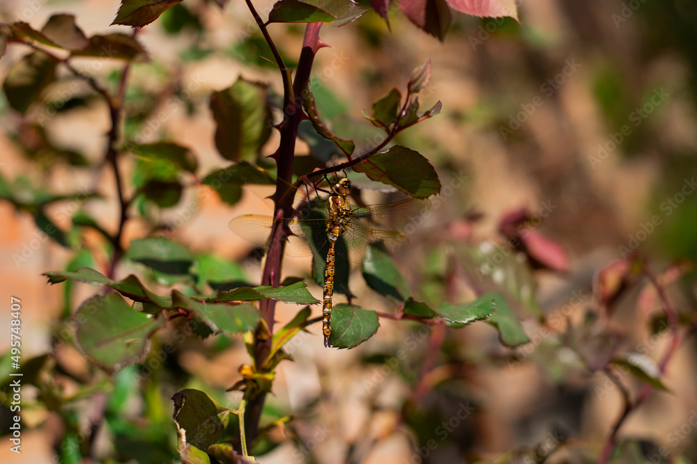 Libélula descansando en una rama. Conecpeto de Insectos, animales y ...