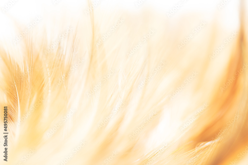 yellow macro feather texture,Bright yellow feathers in a full frame ...