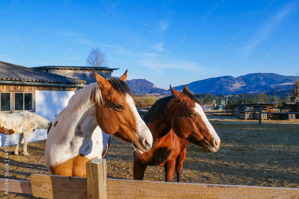 Beautiful horses on the farm. Horse portrait. Stock Photo | Adobe Stock