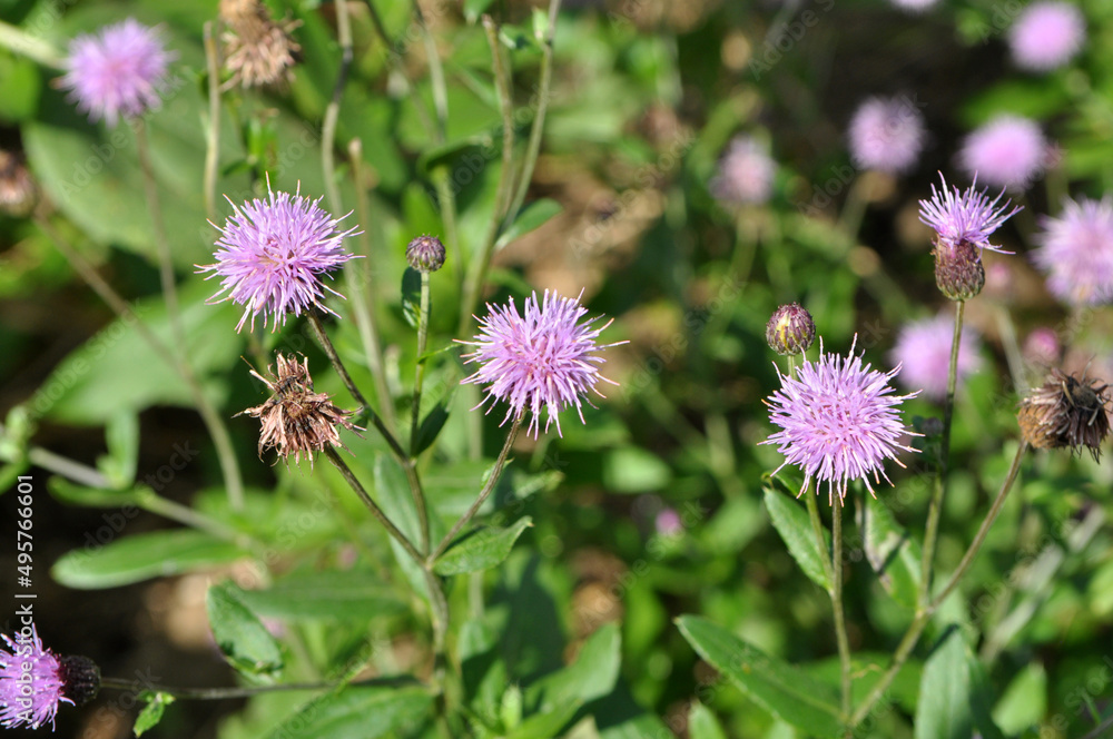 Thistle field (Cirsium arvense) grows and blooms among herbs Stock ...