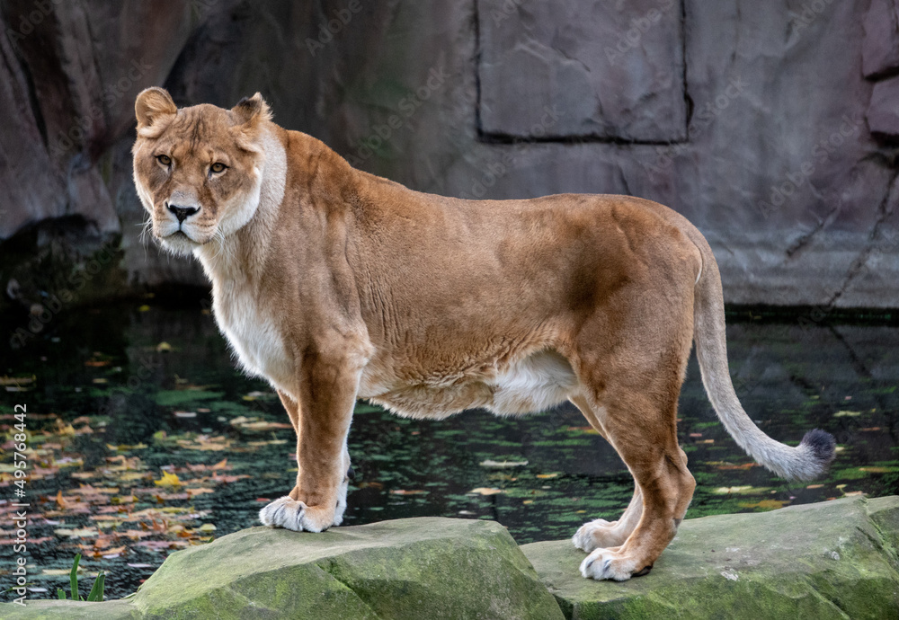 Female maneless lion on rocks in the Rotterdam Zoo (Diergaarde Blijdorp ...