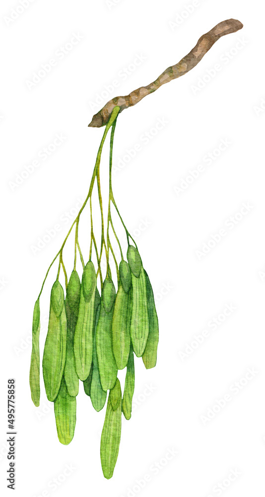 Watercolor European ash or common ash. Fraxinus excelsior isolated on ...