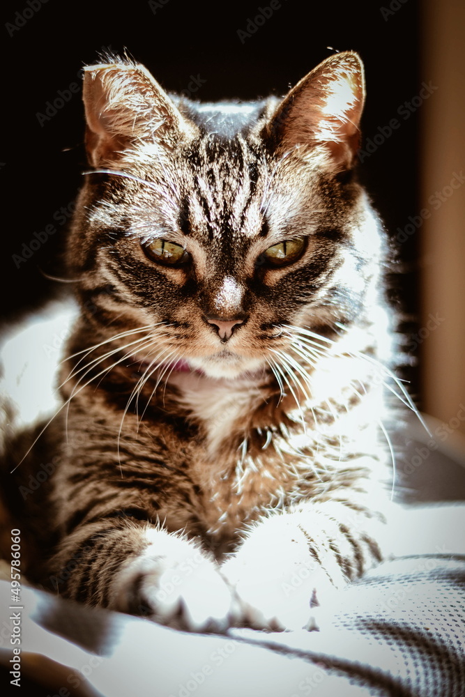 Gato atigrado Stock Photo | Adobe Stock