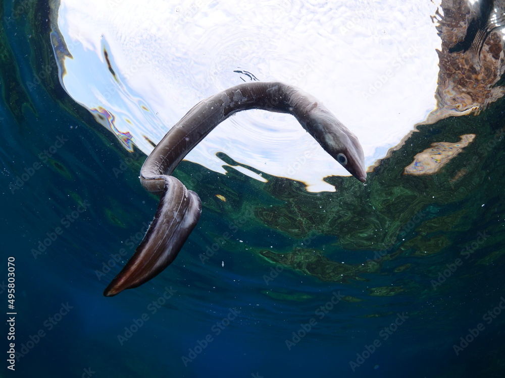 dead eel fish on the surface of water underwater ocean pollution Stock ...