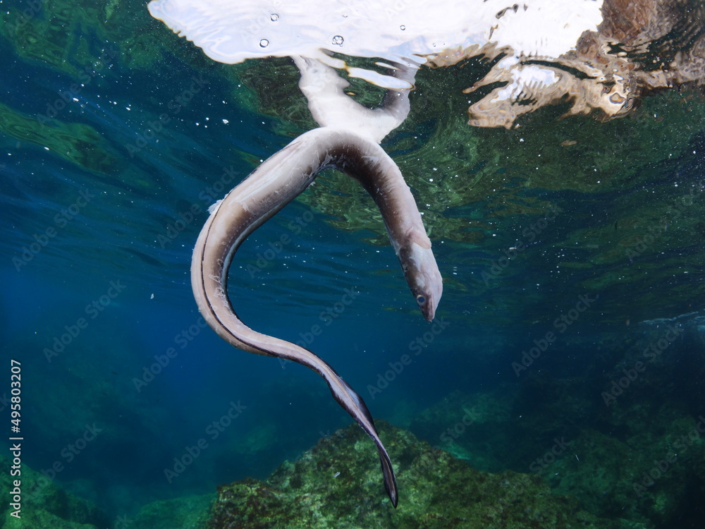 dead eel fish on the surface of water underwater ocean pollution Stock ...