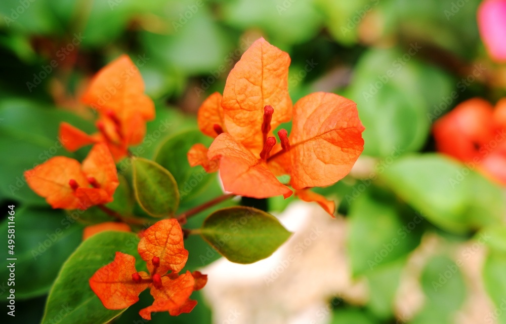 Red Bougainvillea flower. Bougenville is the national flower of Grenada ...