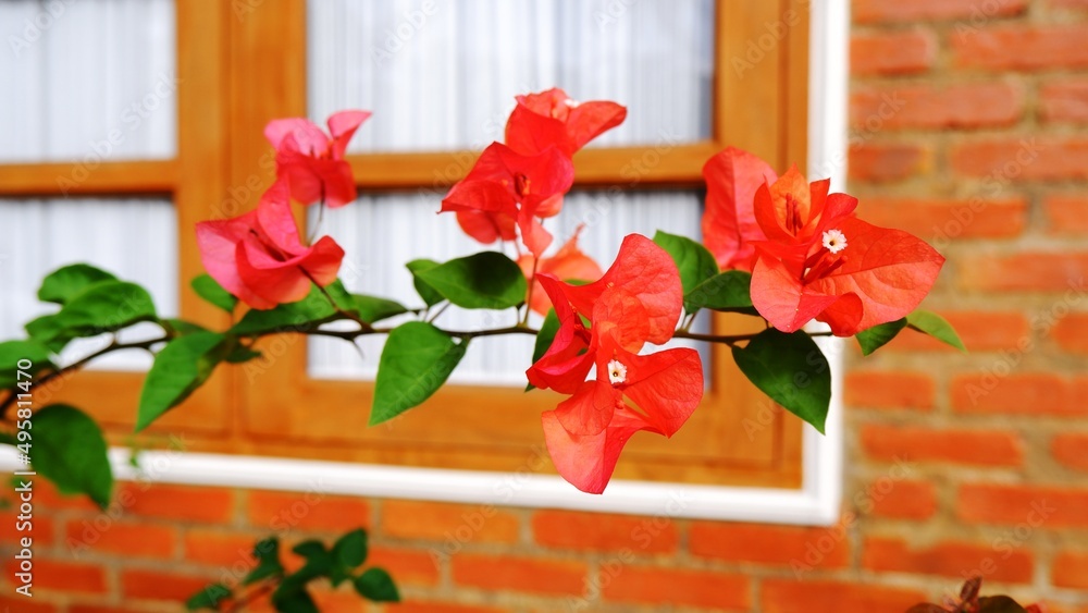 Red Bougainvillea flower. Bougenville is the national flower of Grenada ...