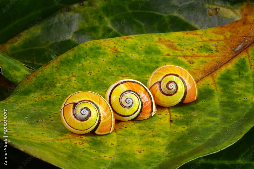 Cuban snail (Polymita picta) one of world most beautiful land snails ...