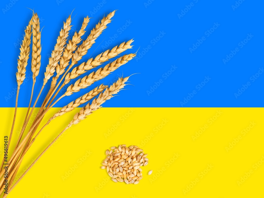 Spike lets of wheat tied with on the background of the flag of Ukraine ...