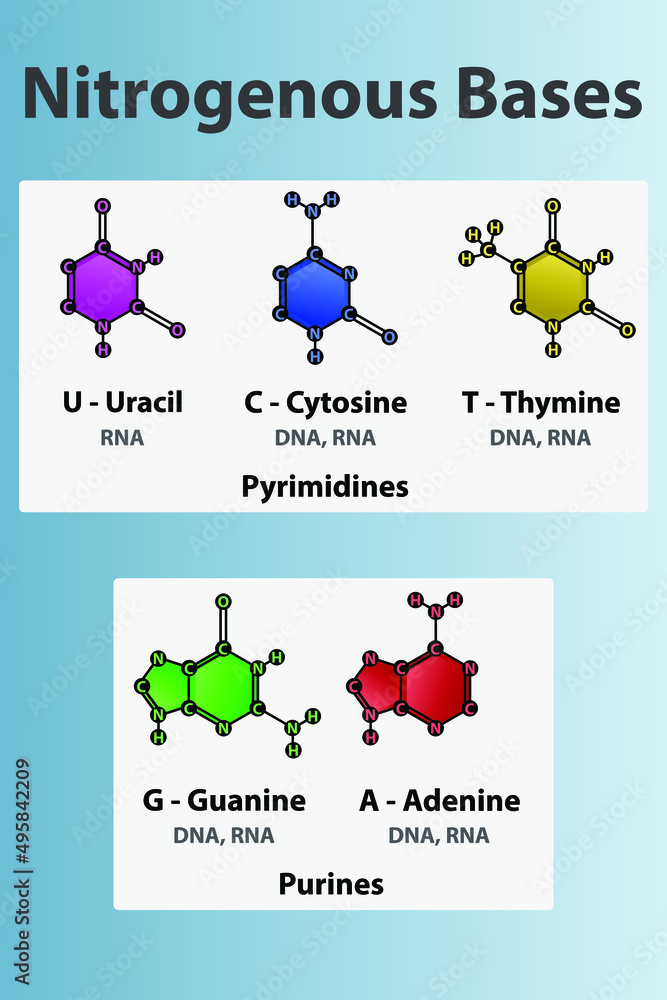 Nitrogenous bases of nucleotides - Uracil, Cytosine, Thymine, Guanine ...