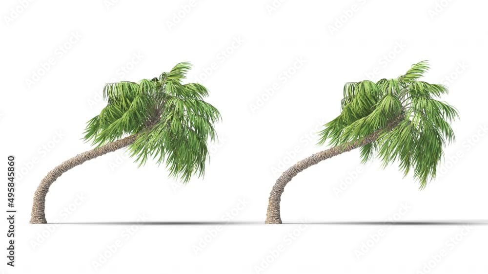 Isolated realistic Curly Palm tree on the wind, White background with ...