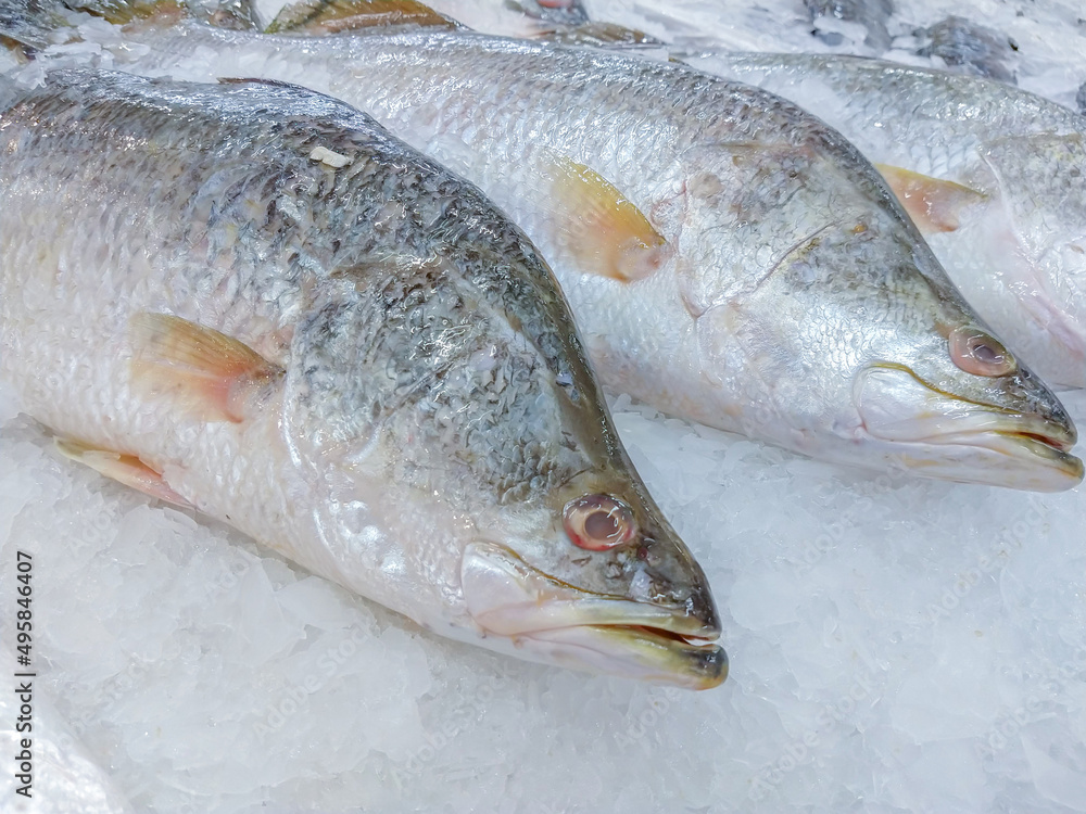 Barramundi fish (Lates calcarifer) or Asian sea bass fish Stock Photo ...