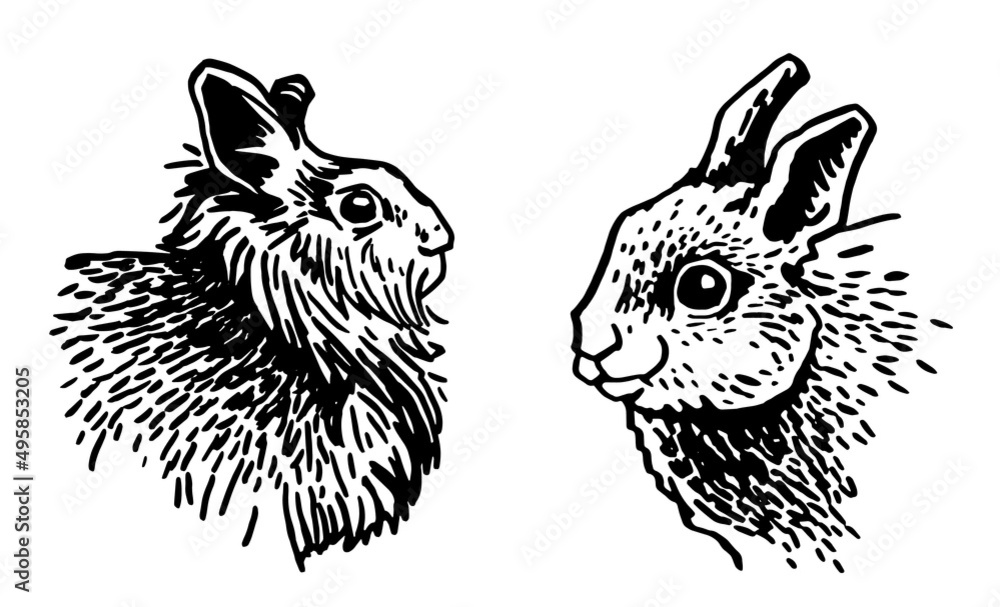 Graphical set of portraits of rabbits isolated on white background ...