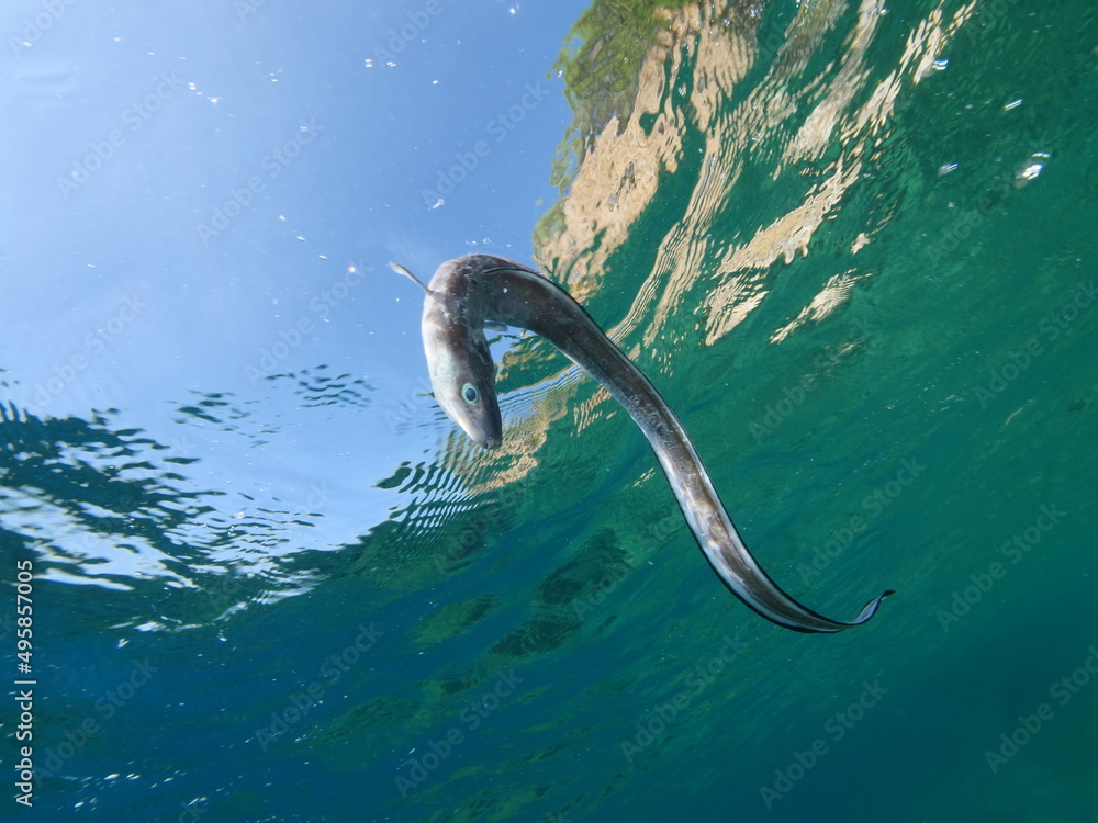 dead eel fish on the surface of water underwater ocean pollution Stock ...