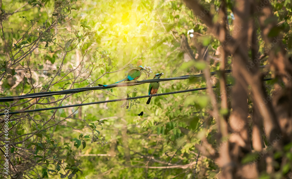 Two Guardabarrancos birds in the trees, National bird of Nicaragua on a ...