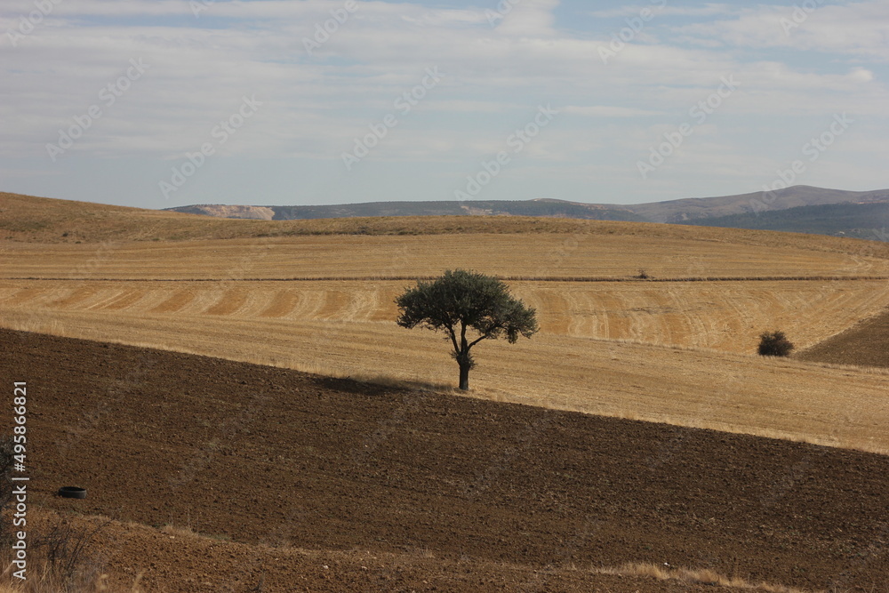 Lonely green tree standing alone in the landscape surrounded by yellow ...