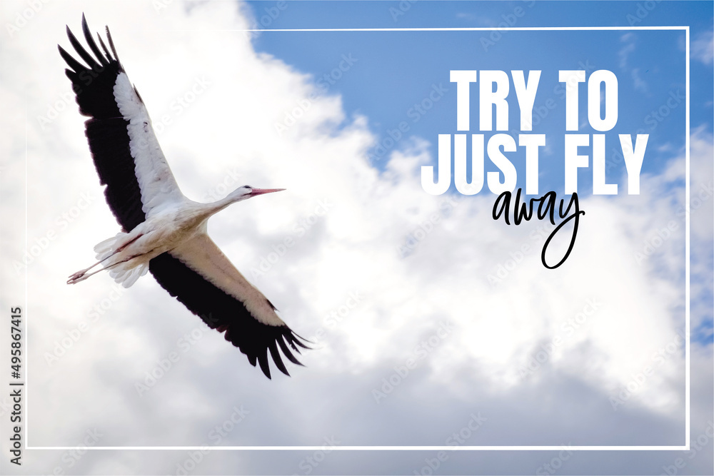 Try to just fly away. Motivational inspirational quotes. White stork ...