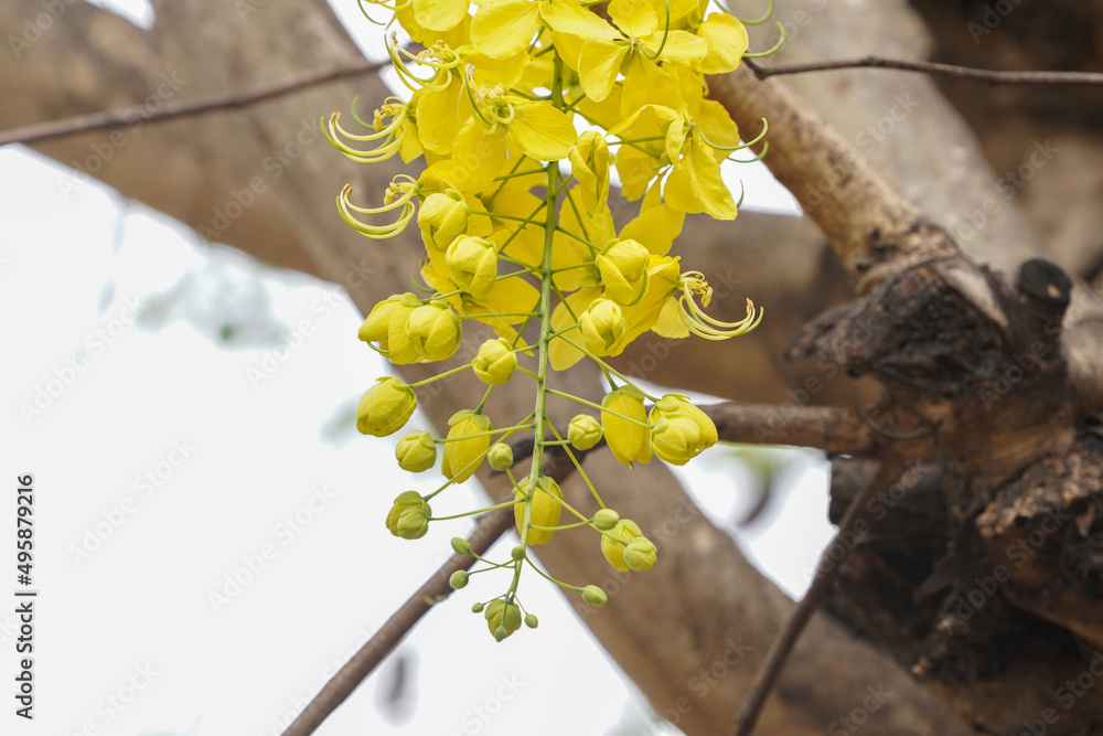 Ratchaphruek or Multiply flowers, Cassia fistula L. or golden shower are blooming on the tree ...