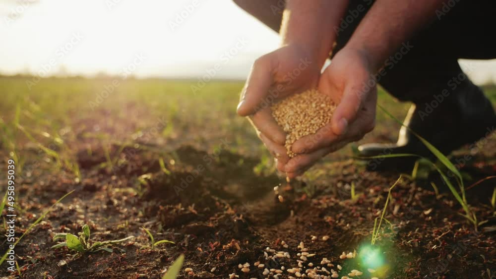 Planting seeds. Hand sowing wheat seeds. Male farmer with wheat seeds ...