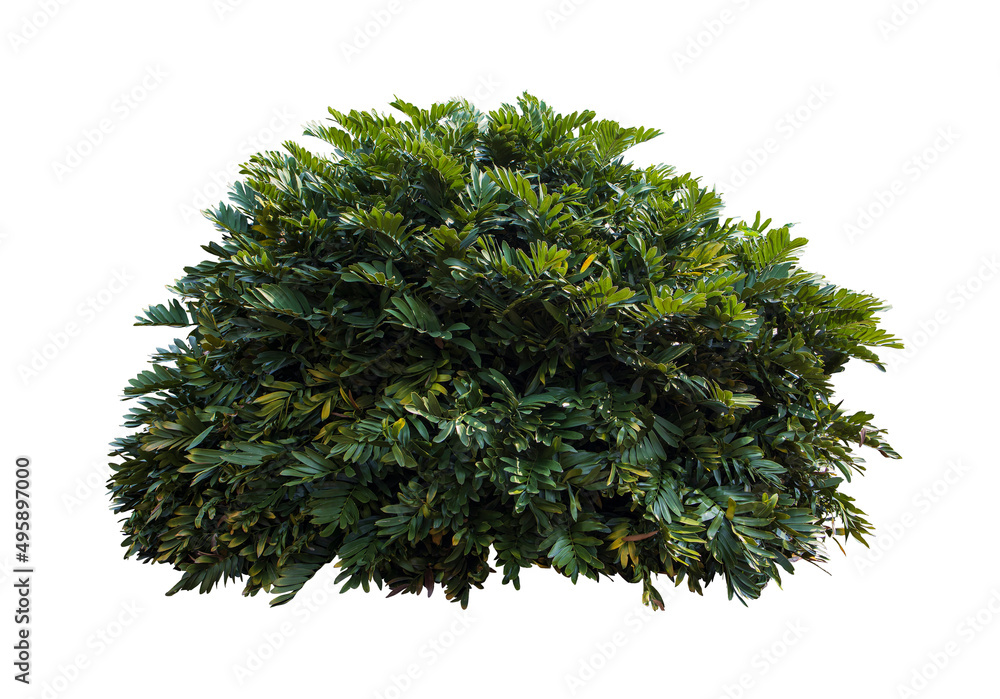 Tropical plant bush shrub tree isolated on white background with ...
