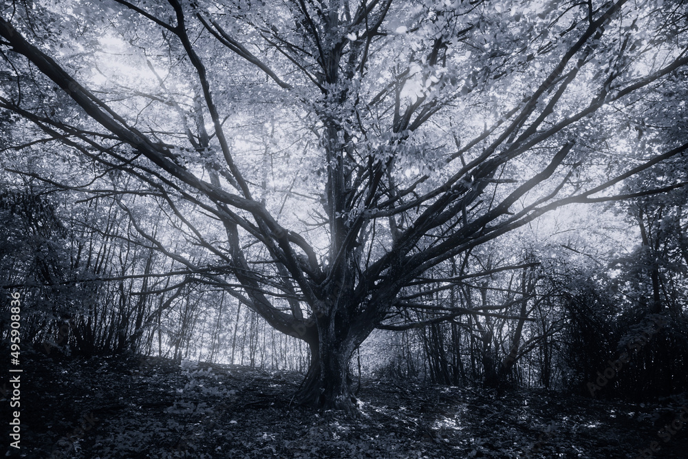 old magical tree in mysterious dark woods Stock Photo | Adobe Stock
