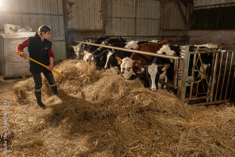 Foto de Agricultrice en train de distribuer du foin aux vaches do Stock ...