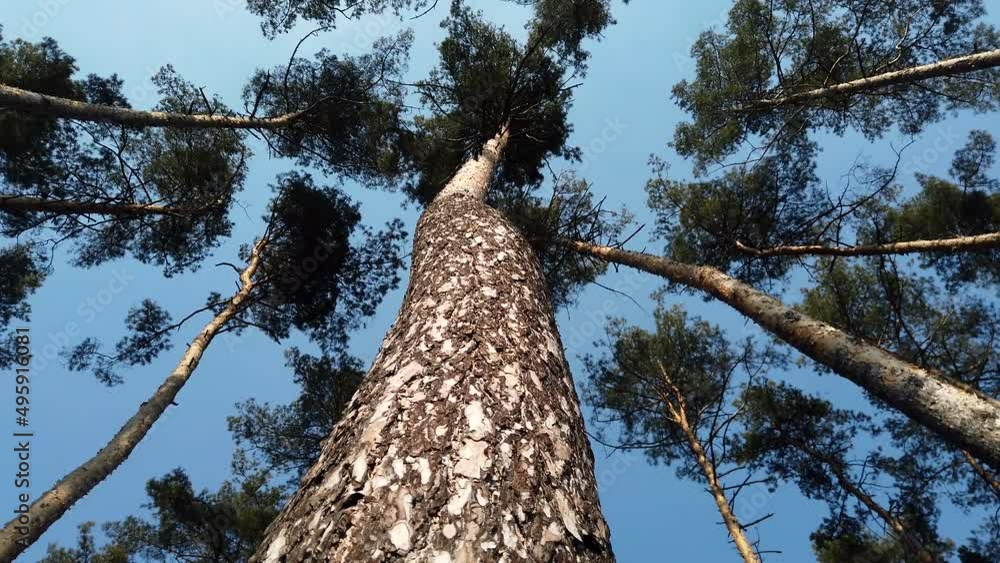 The tops of huge pine trees with the rotation of the camera around its ...