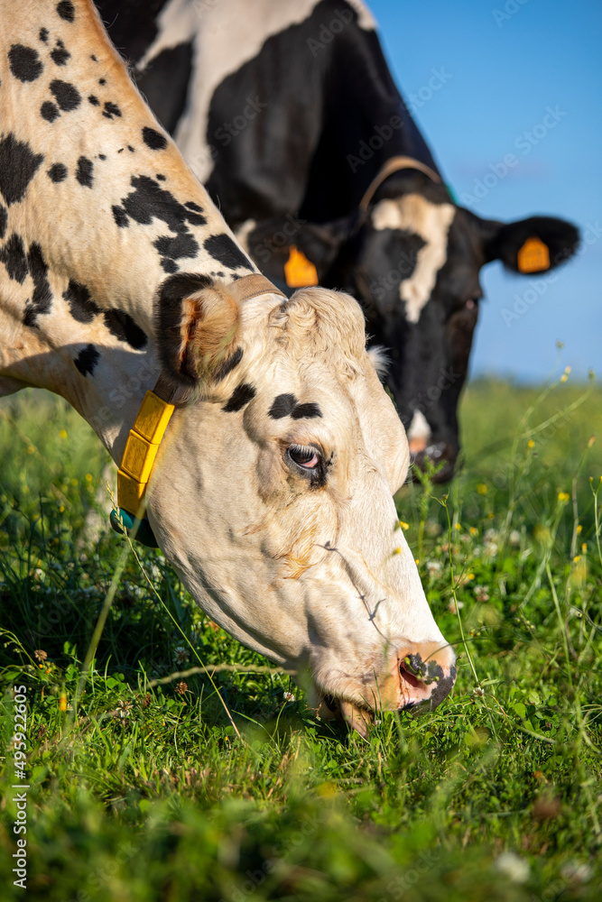 Vache laitière ruminant dans les champs au milieu de l'herbe verte et ...