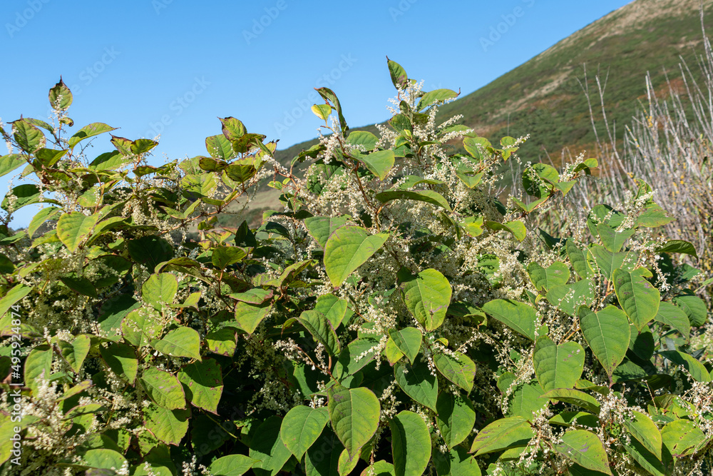 Flowering upright stems of Japanese knotweed against a blue sky and ...