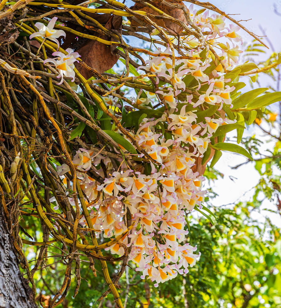 Dendrobium nobile Lindl., Beautiful rare wild orchids in tropical ...