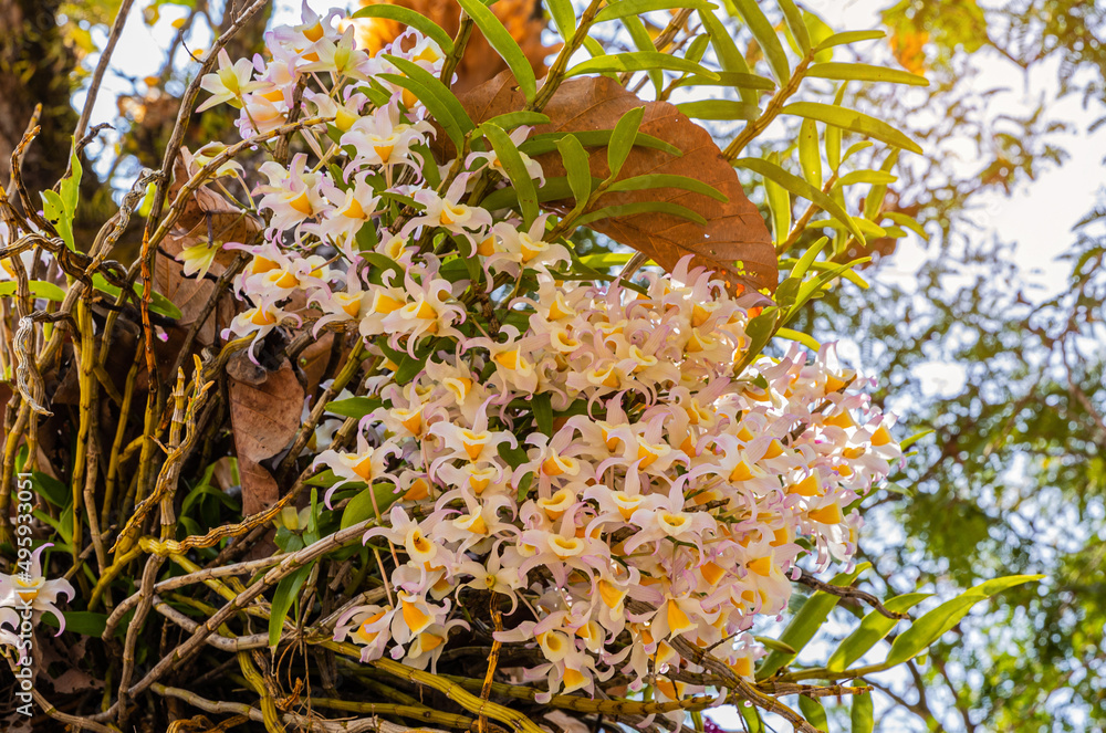 Dendrobium nobile Lindl., Beautiful rare wild orchids in tropical ...