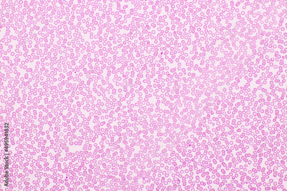 Red Blood Cells Microscope 40x