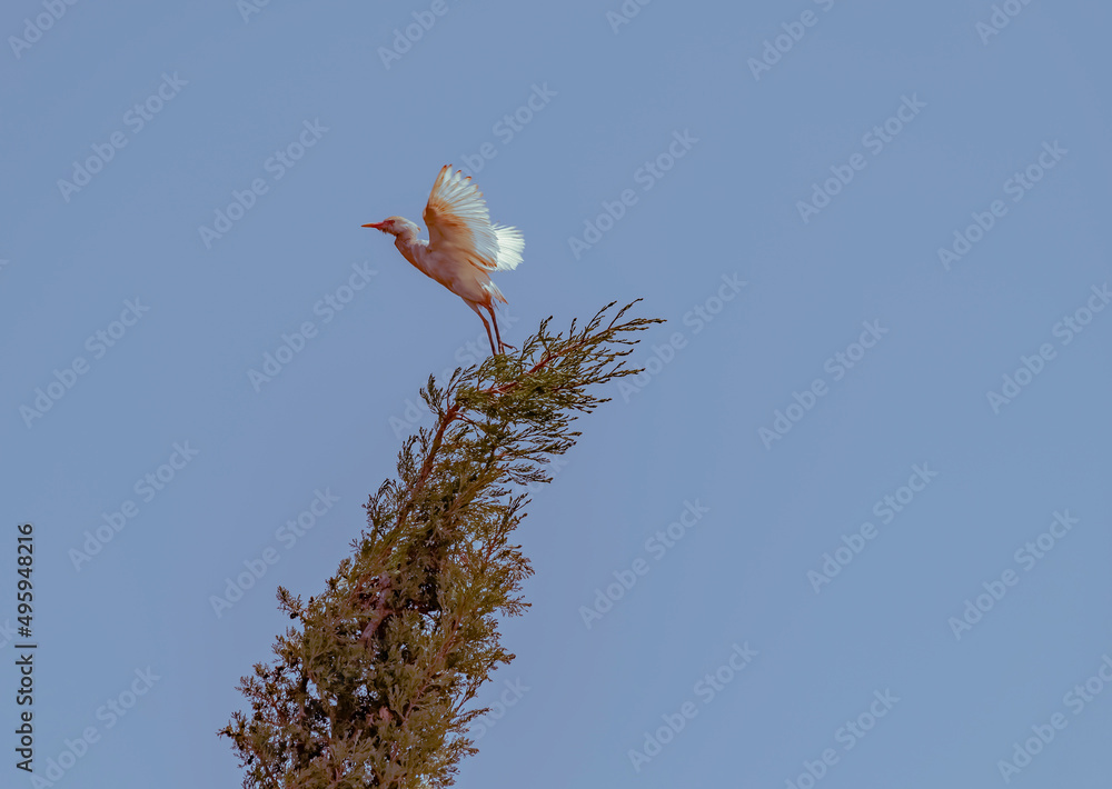 A white seagull taking off from the top of a tree. Family Laridae in ...