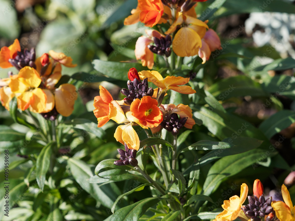 Erysimum cheiri | Giroflée des murailles 'Orange bedder' ou giroflée ...